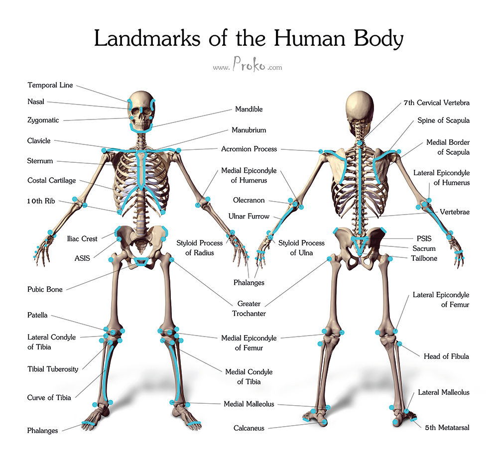Human Body Bones Diagram Draw Accurate Bones And Muscle Creative