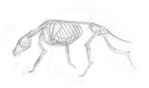 Draw groups of muscles in 5 steps | Creative Bloq