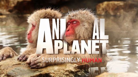 New logo and branding for Animal Planet | Creative Bloq