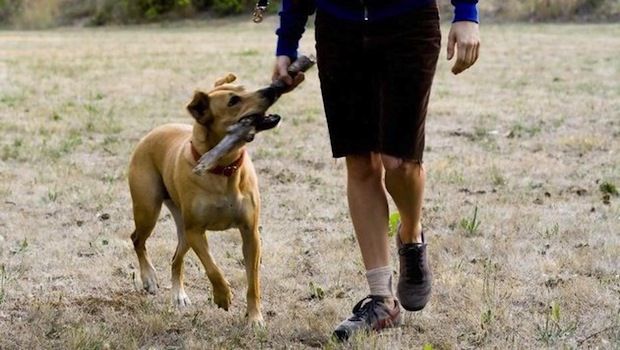 Every Palm Dog winner ever at the Cannes Film Festival | GamesRadar+