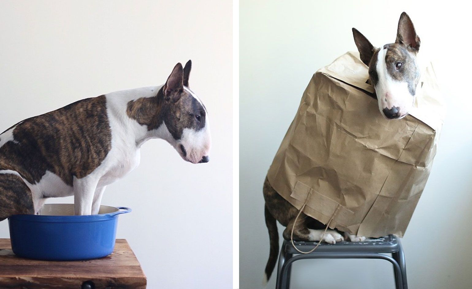 Doggy style: the most stylish dogs of Instagram | Wallpaper