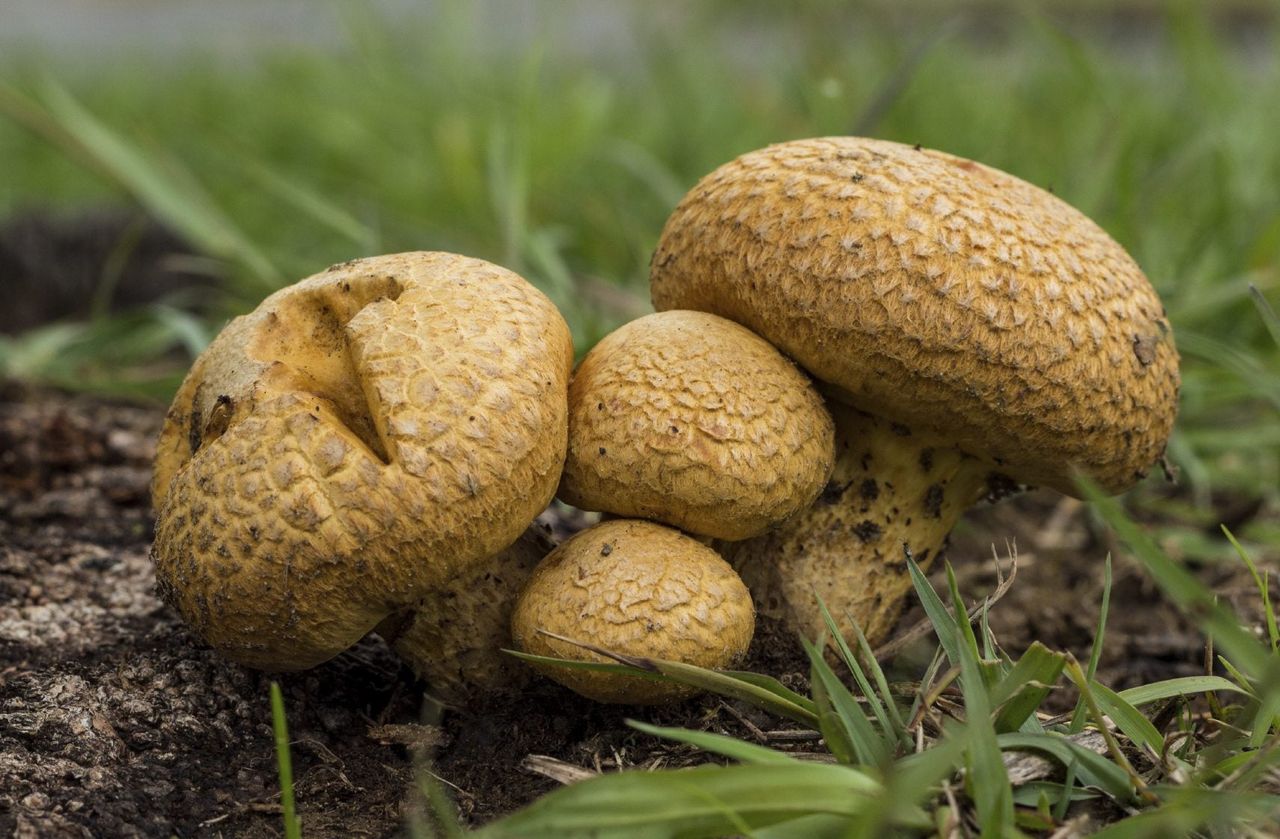 Fungus Life Cycle And Information - Learn About Fungus In Gardens ...