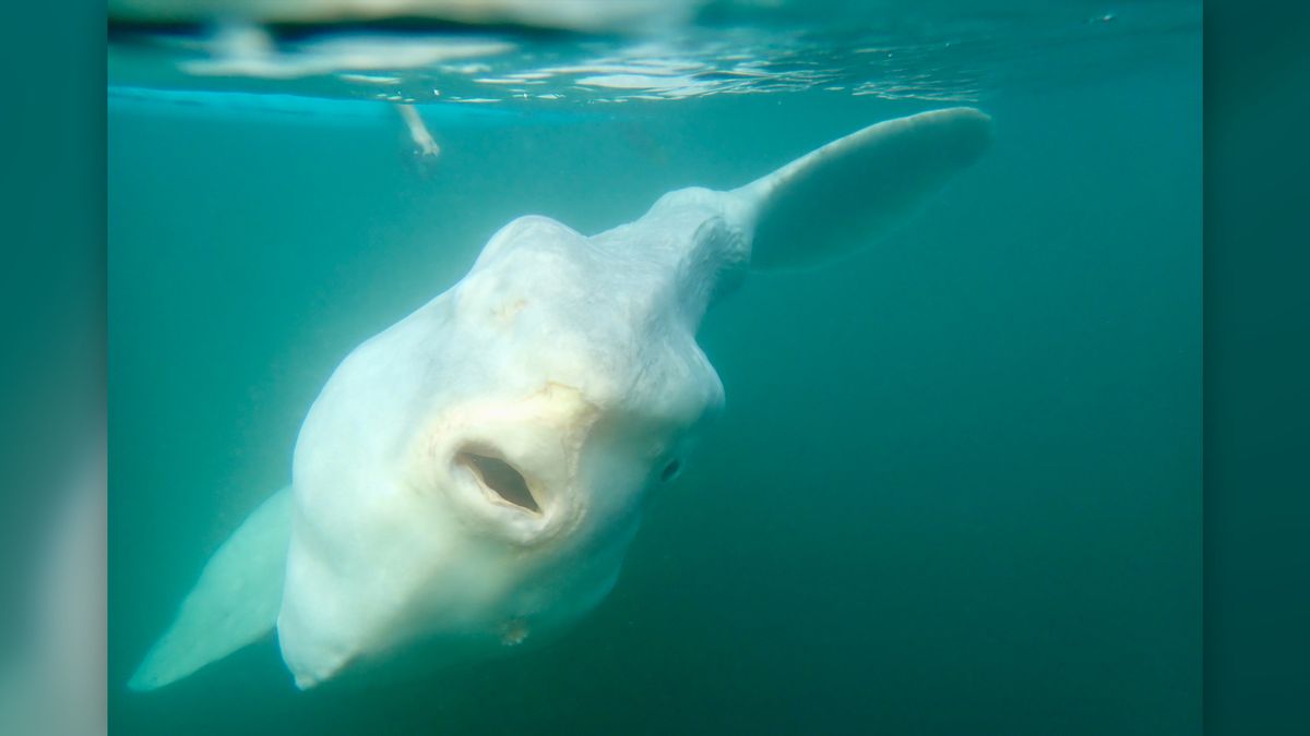 Enormous sunfish surprises paddleboarders off Laguna Beach | Live Science