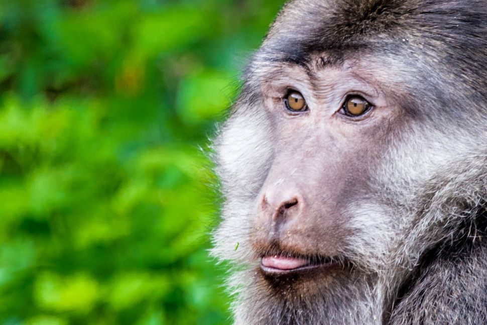 Photos: The Amazing Animals of China | Live Science