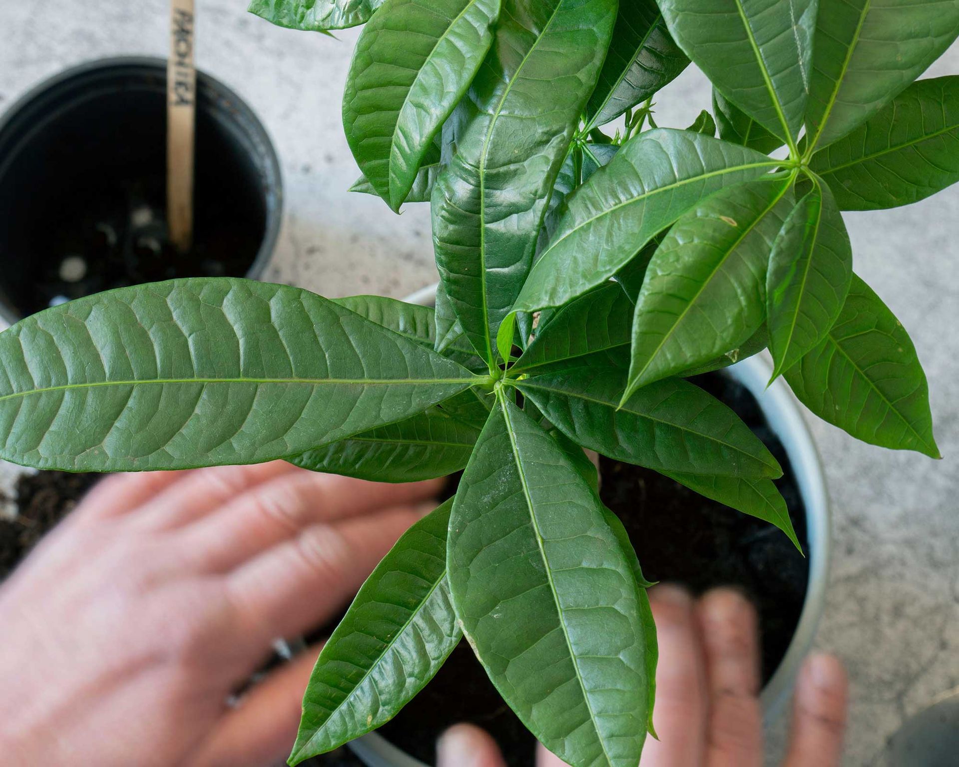 Cum să îngrijești un copac de bani — 7 sfaturi pentru plante de ...