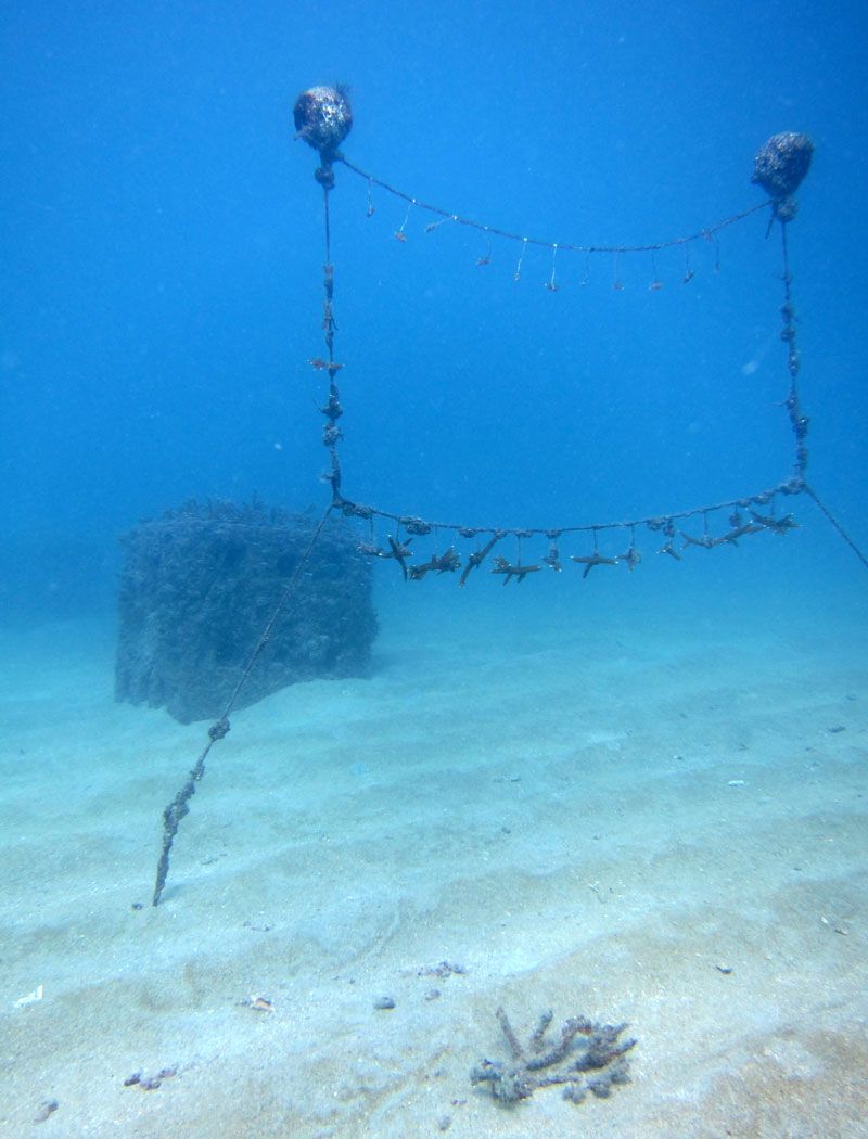 Gallery: Peek Inside a Coral Nursery | Live Science