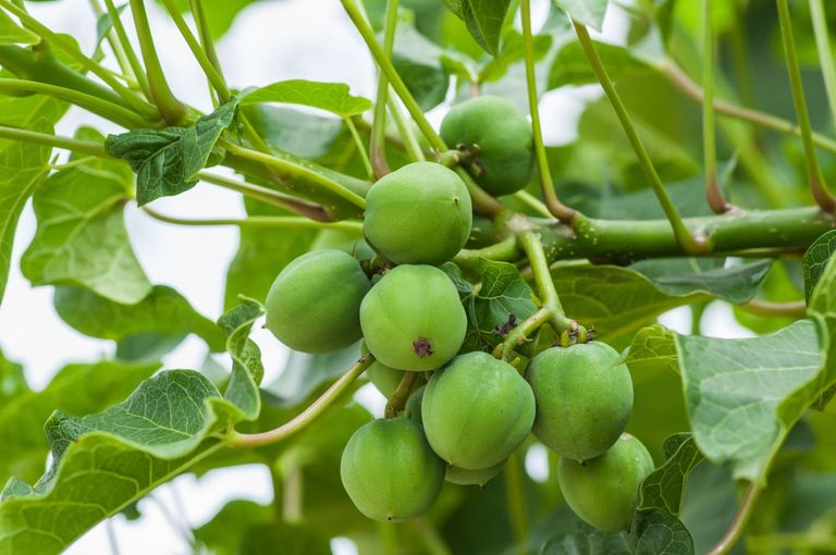 Jatropha Tree Info - Learn About Jatropha Plant Care And Uses ...