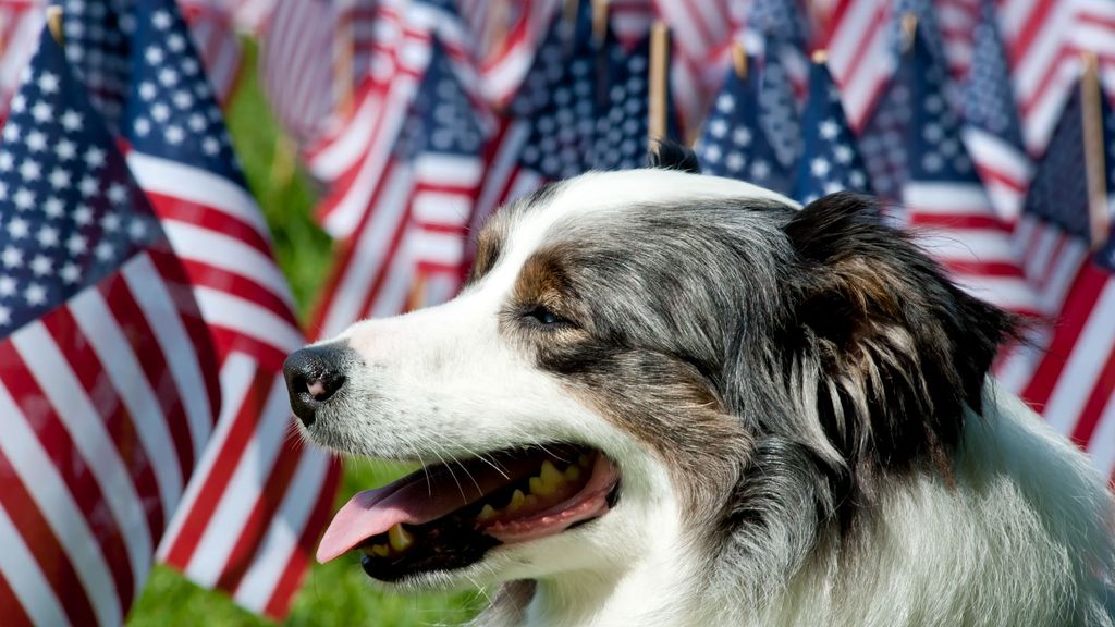 22 American dog breeds | PetsRadar