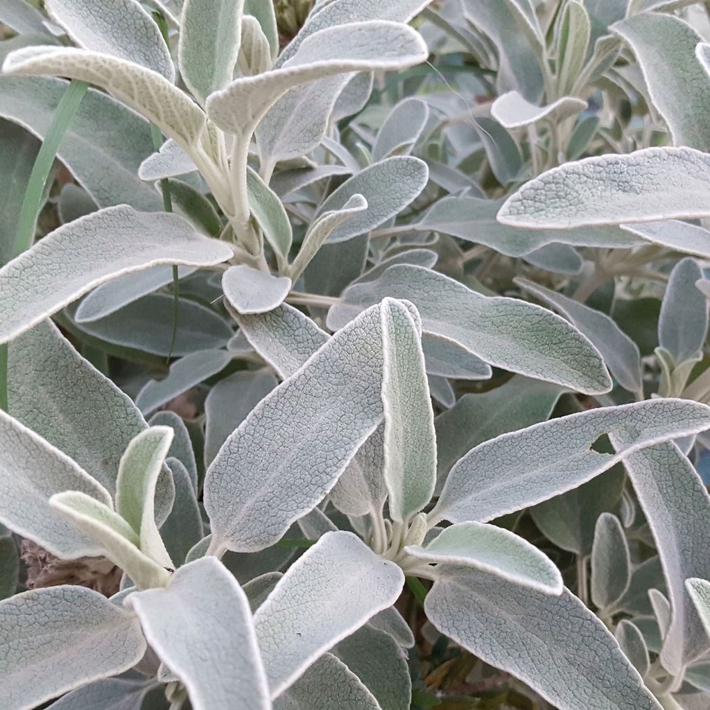 11 sensory garden plants to add to your outdoor space | Ideal Home