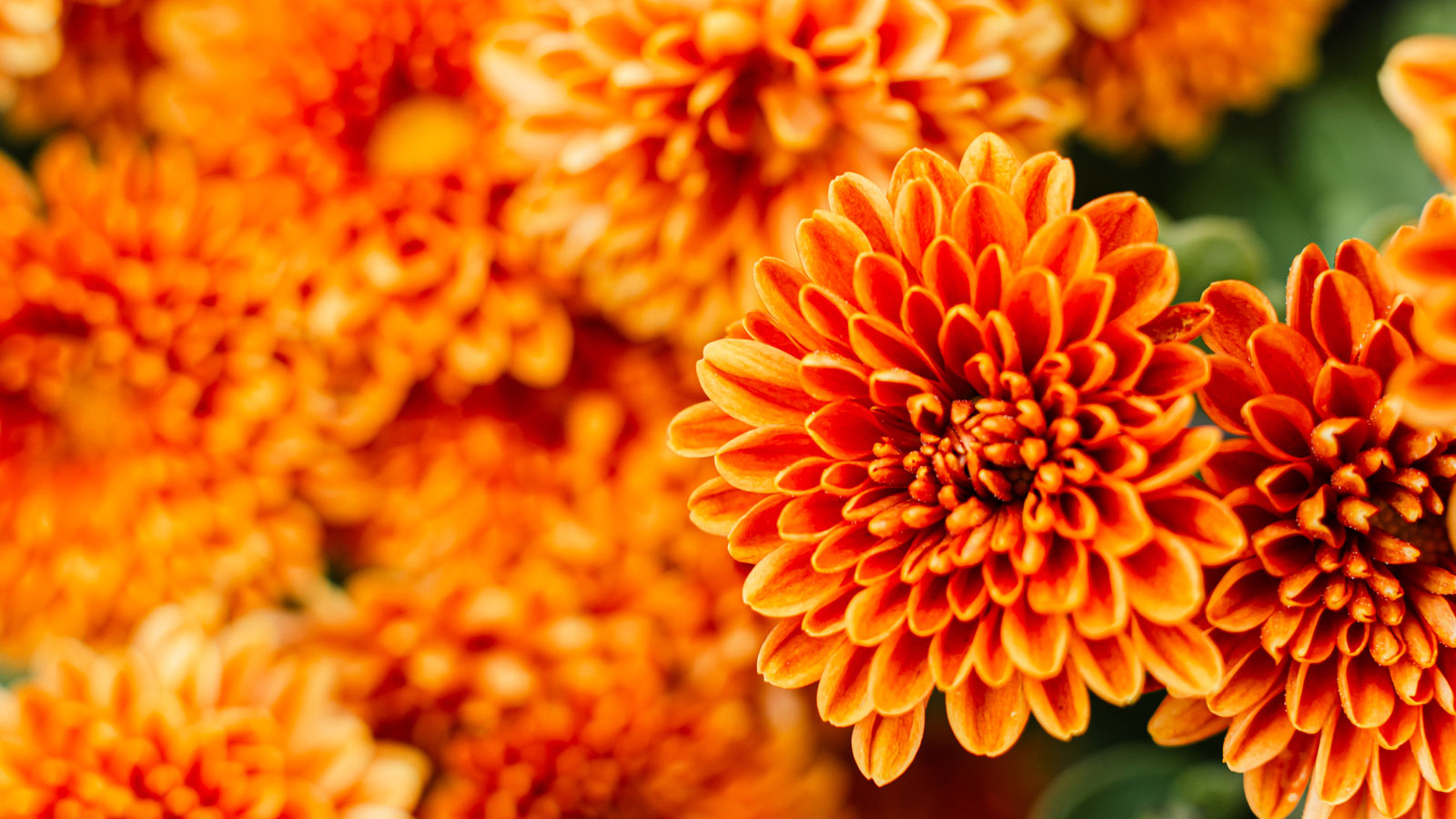 How Long Do Mums Last? Here's How To Extend Blooming Time | Gardening ...