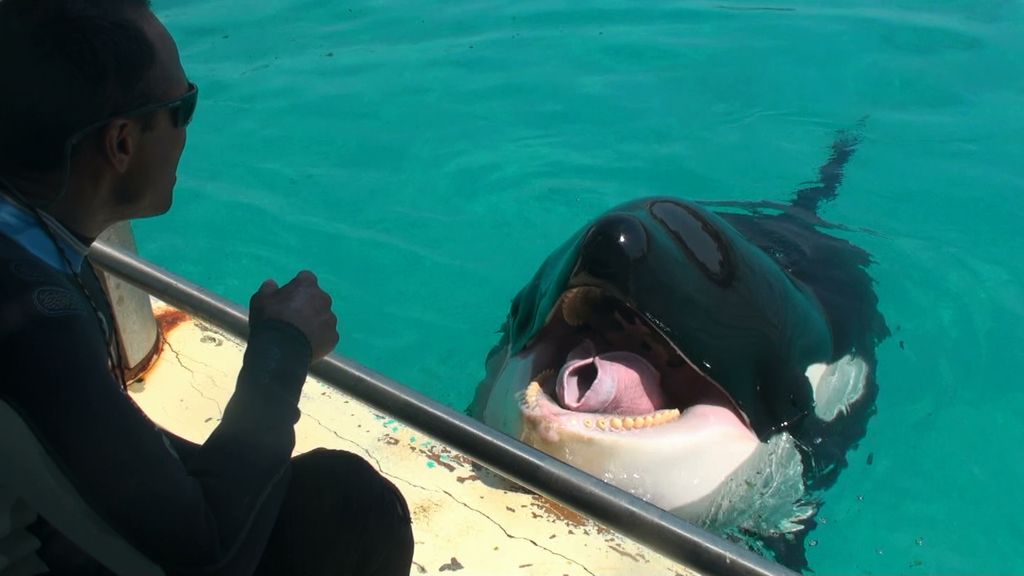 Killer Impression: Orca Mimics 'Hello' and 'Bye-Bye' | Live Science