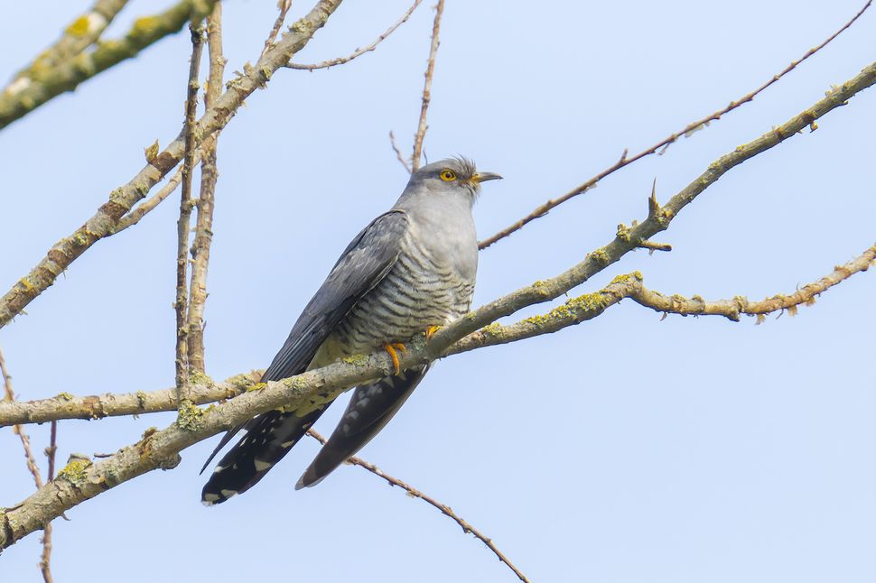 How do cuckoos trick other birds? | Live Science