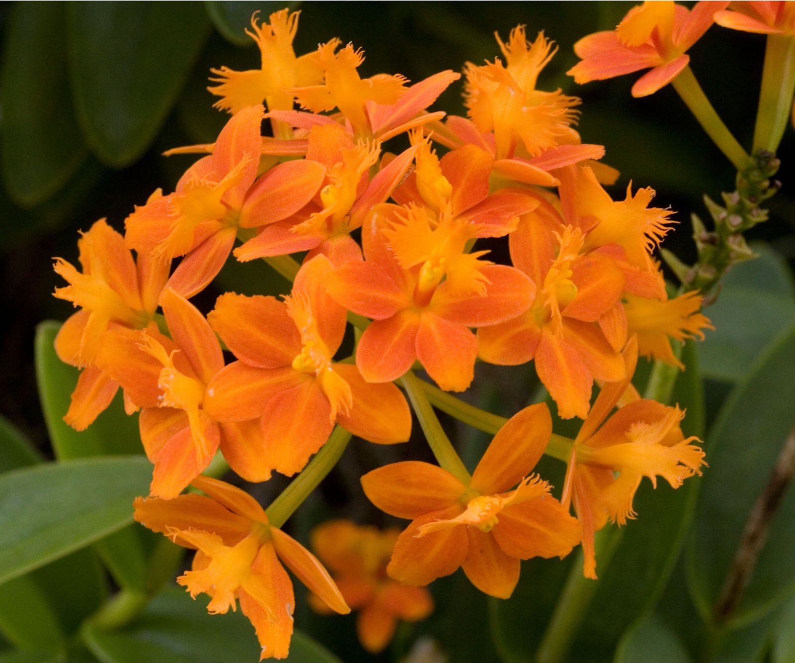 Easiest orchids to grow: 5 varieties you can't kill | Homes and Gardens