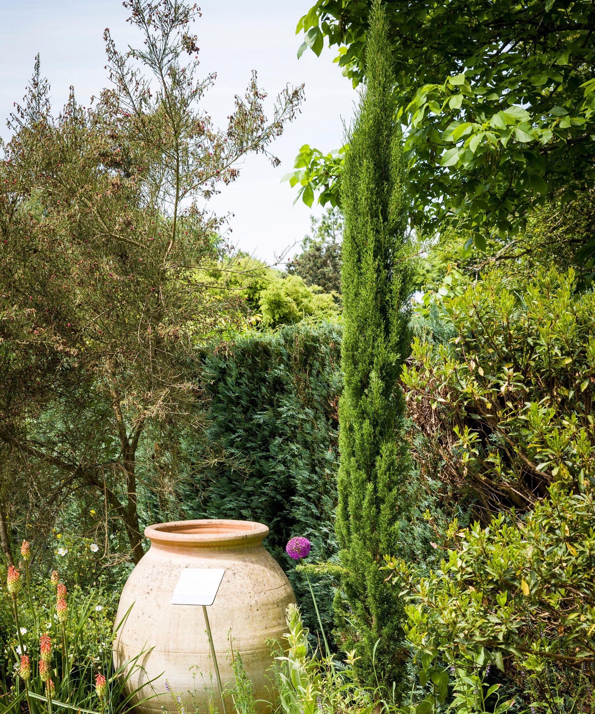 Best Mediterranean plants: 16 sun-loving options | Gardeningetc