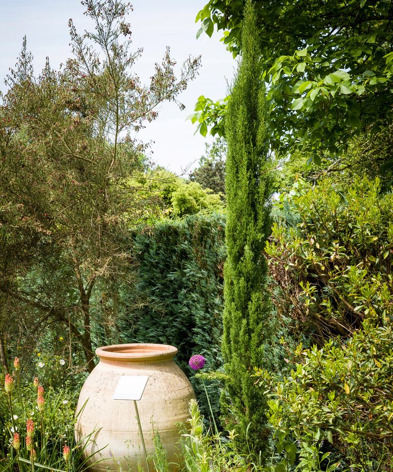 Best Mediterranean plants: 16 sun-loving options | Gardeningetc