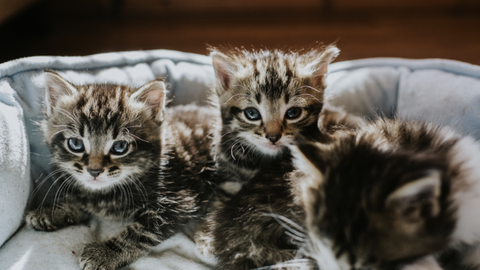 Vet reveals how to tell if a kitten is male or female in this step-by ...