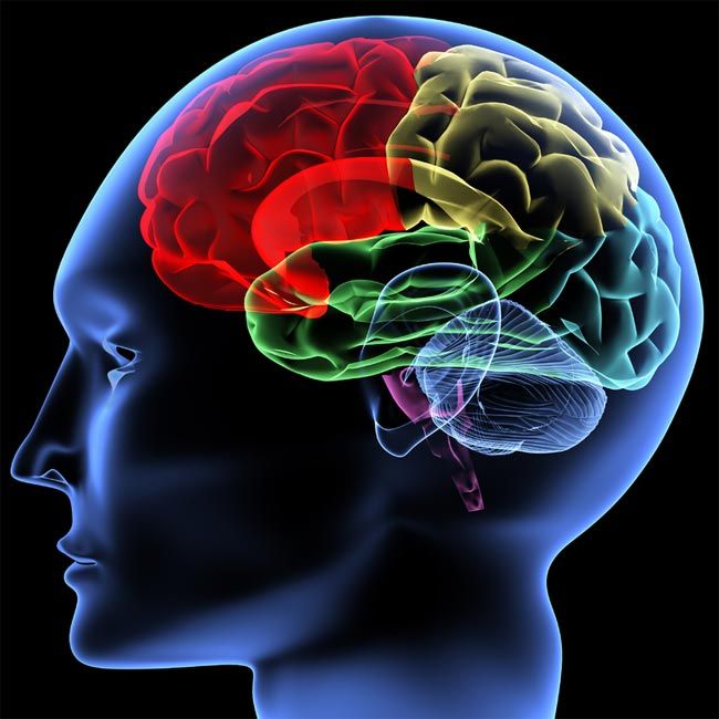 10 Facts Every Parent Should Know about Their Teen's Brain | Live Science