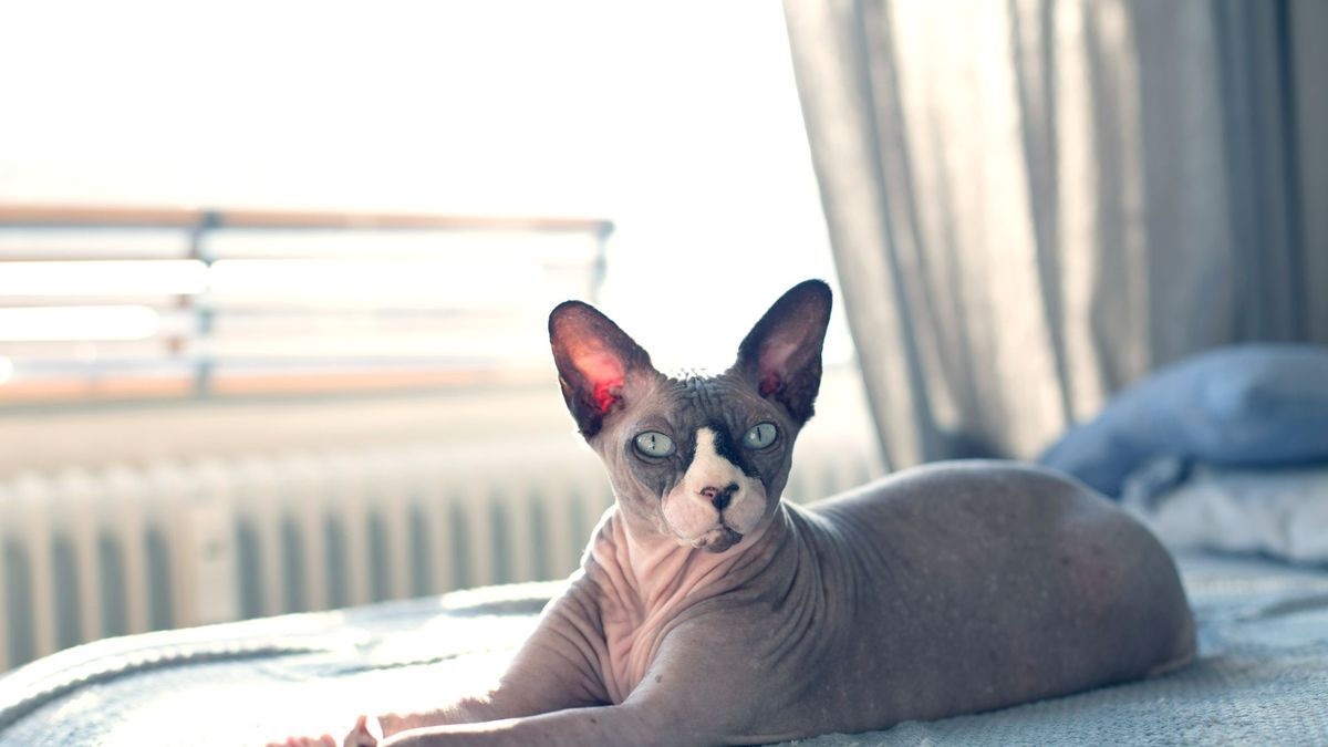 32 best cat breeds for hot climates | PetsRadar