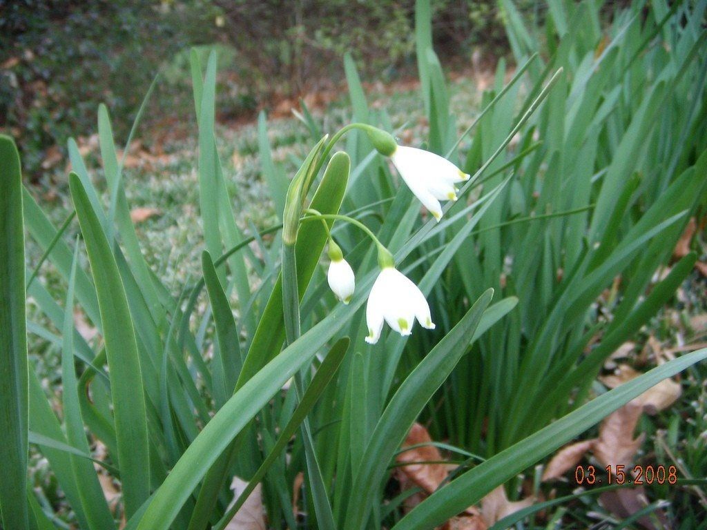 Snowflake Plant Care - How To Grow Snowflake Bulbs | Gardening Know How
