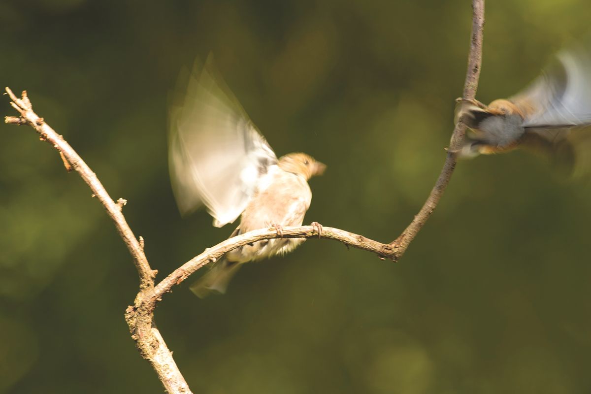 Better bird photography: freeze birds in flight with fast shutter ...