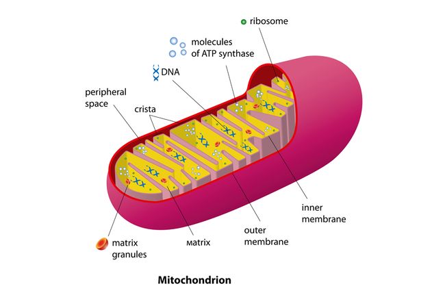 What Are Mitochondria? | Live Science