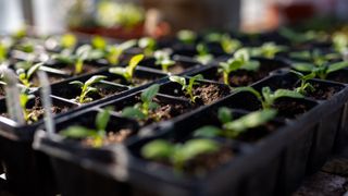 How to grow saffron in pots - an expert growing guide | Homes and Gardens