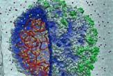 Virtual Virus is First Simulation of an Entire Life Form | Live Science