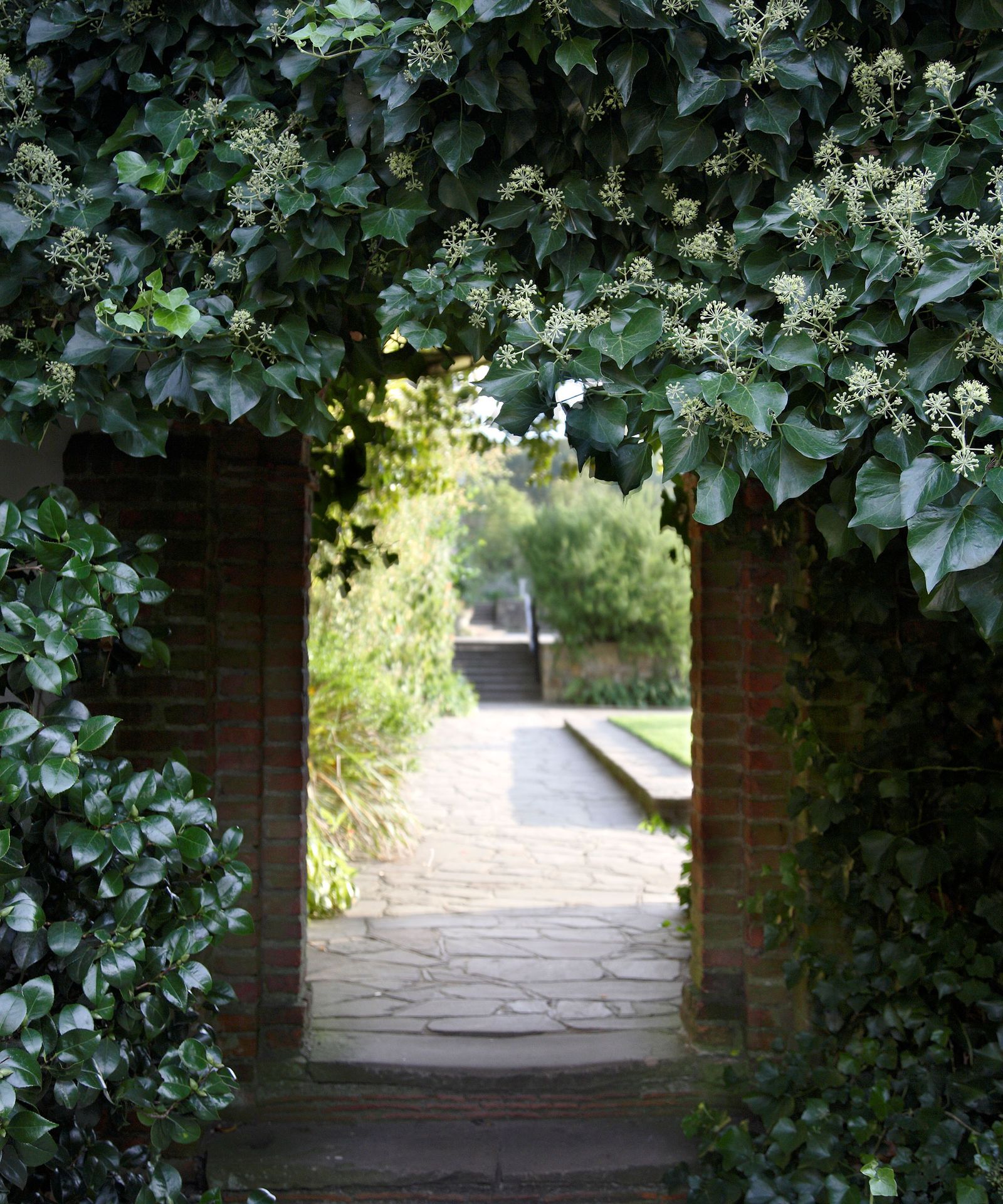 10 invasive plants: and how to stop them spreading | Homes and Gardens