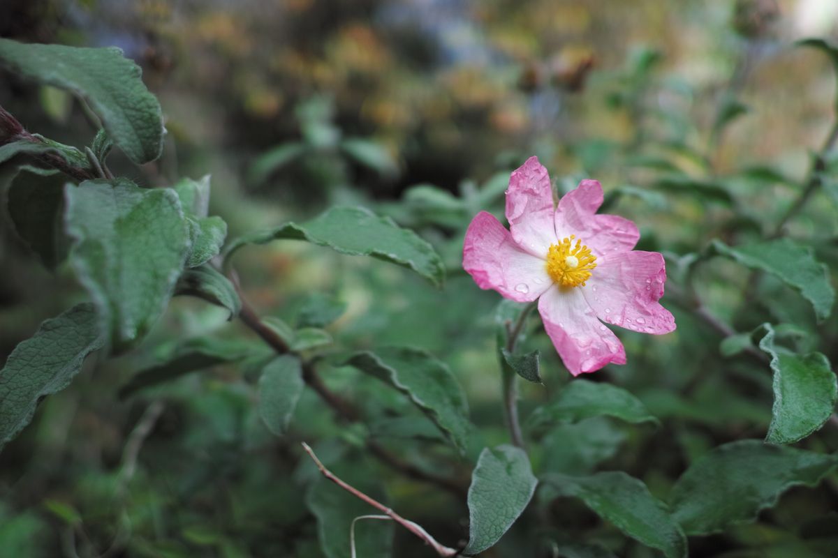 Sample images - Sigma DP1 Merrill review - Page 6 | TechRadar