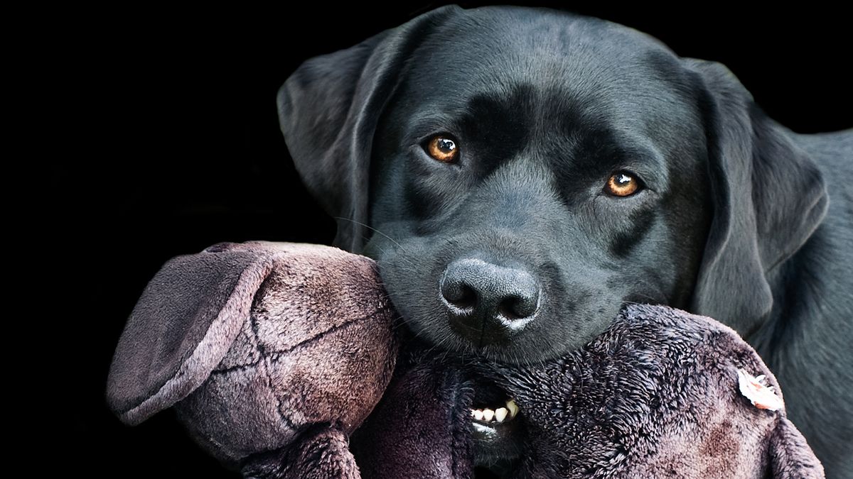 32 reasons to love Labradors | PetsRadar