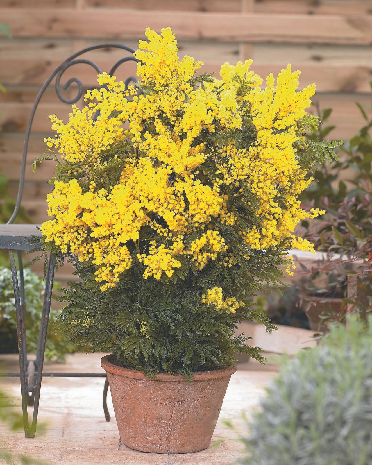 Best small garden trees: 6 gorgeous growers for your garden | Real Homes