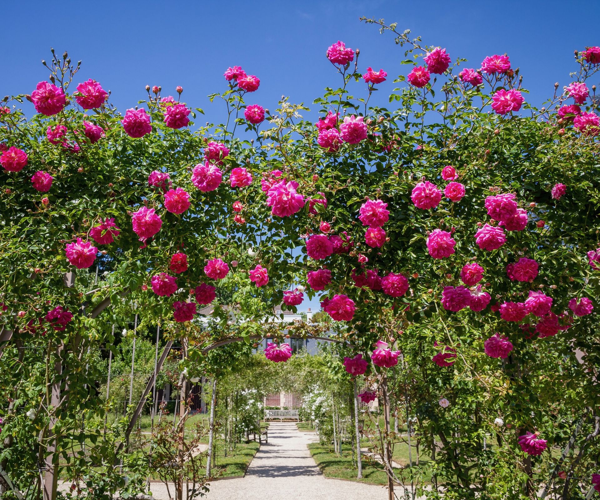 11 plants for a French countryside-style garden: expert picks | Homes ...