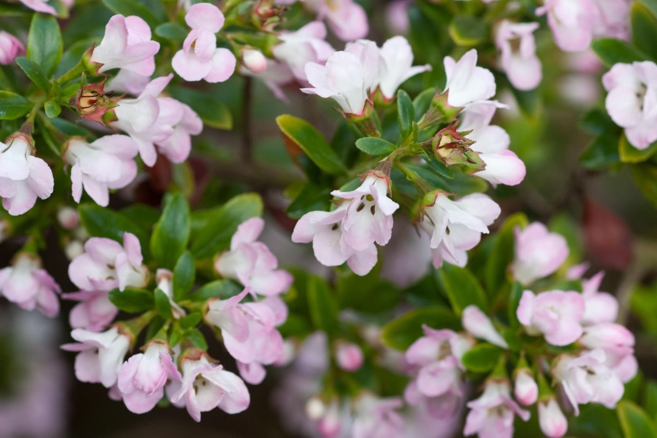 Best flowering hedges: 12 plants for beautiful boundaries | Homes and ...