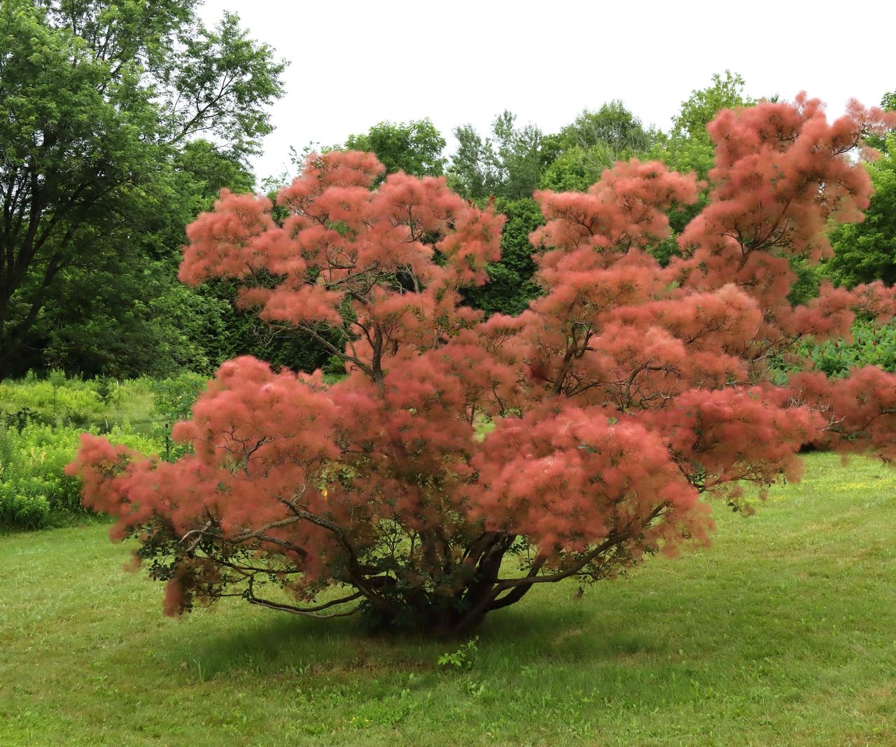 How to prune a smoke bush successfully, and when to trim | Homes and ...