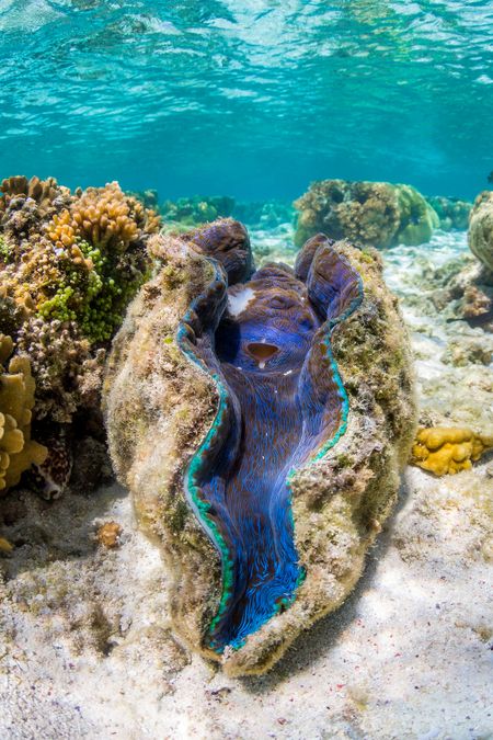 Under the sea: 50 breathtaking images from our oceans | Live Science