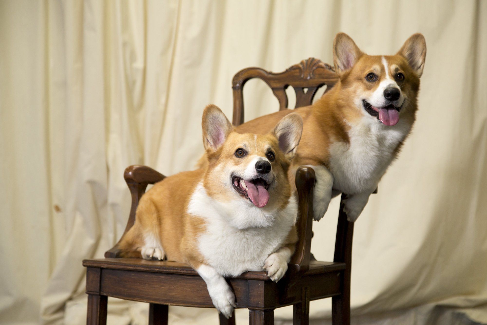 The Queen has got an adorable new dog — and it’s not a corgi | Marie ...