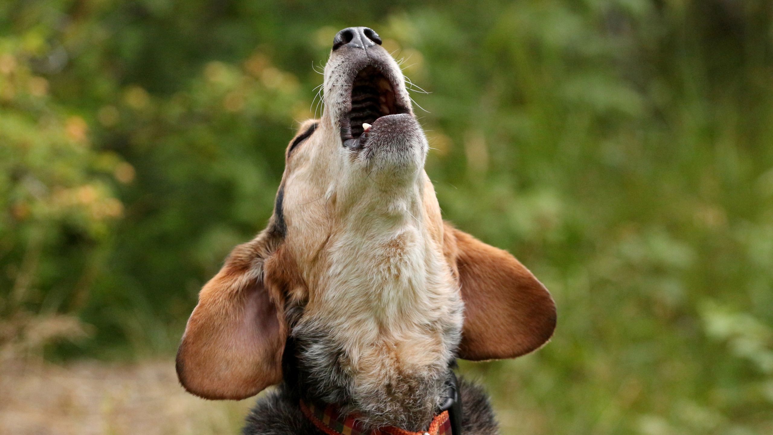If you’re bothered by your dog’s barking, it’s not your fault ...