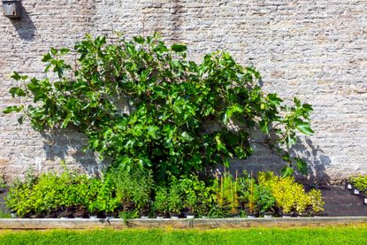 How to grow a fig tree | Homes and Gardens