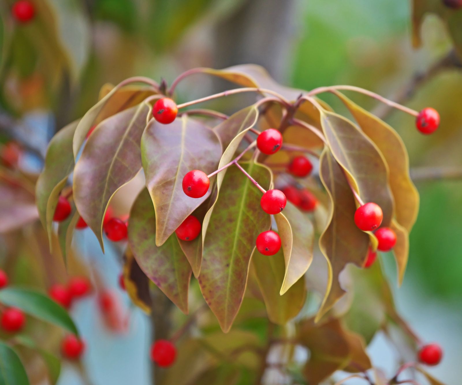 6 Types Of Holly To Grow For A Holly Jolly Holiday Display | Gardening ...