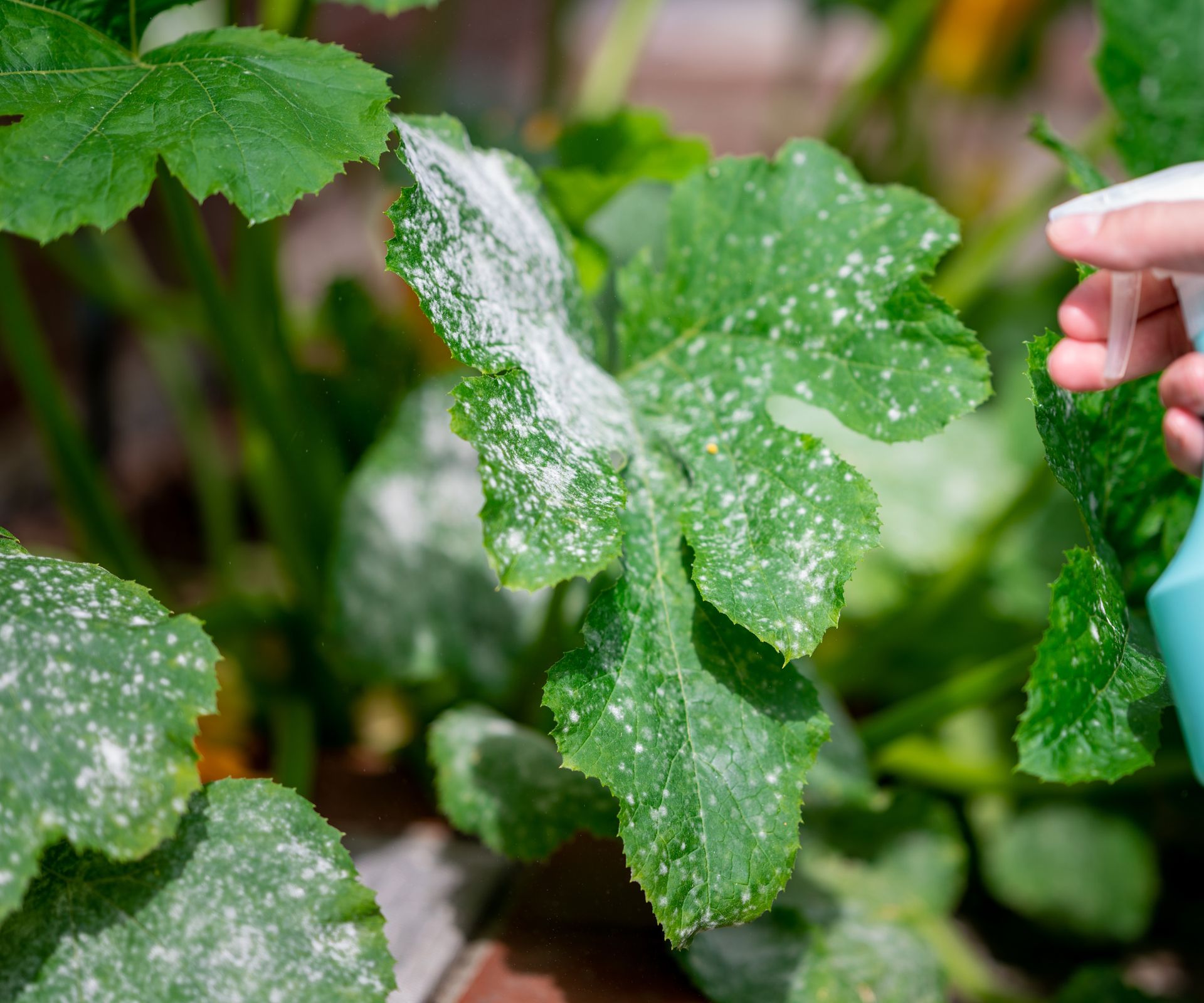 How to get rid of white mold on plants: 5 natural methods | Homes and ...