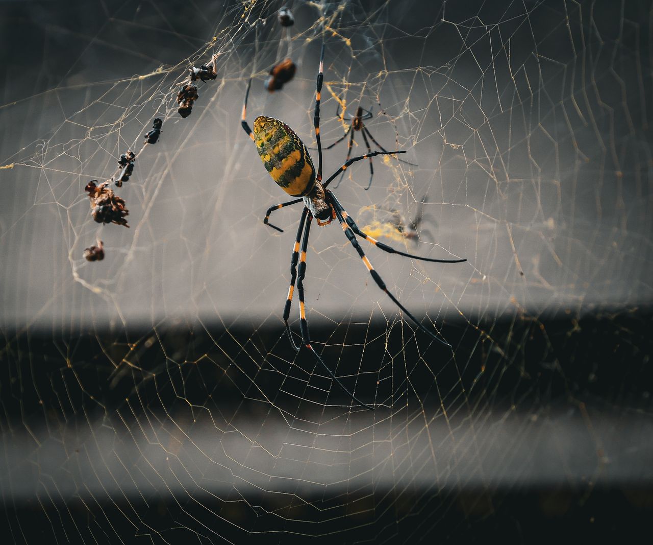 How to repel Joro spiders: Experts share their solutions | Homes and ...