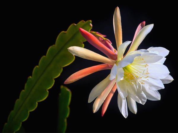Tips & Information about Cacti & Succulents | Gardening Know How