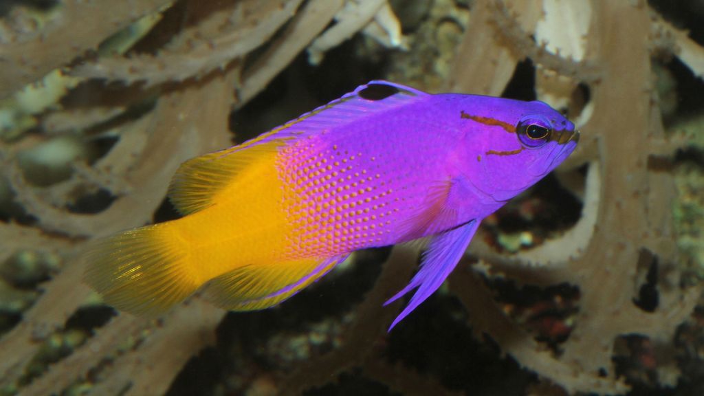 32 types of saltwater fish for your aquarium | PetsRadar