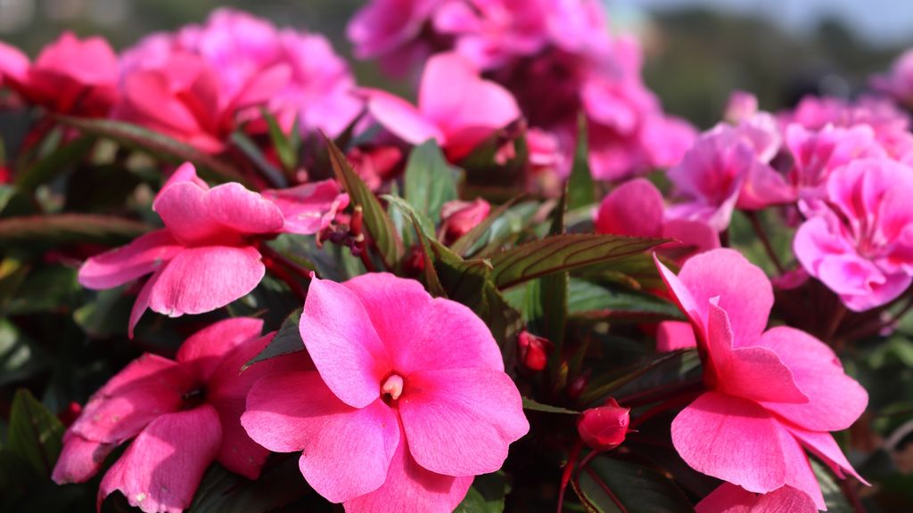 How to grow impatiens: expert advice for shade gardens | Homes and Gardens