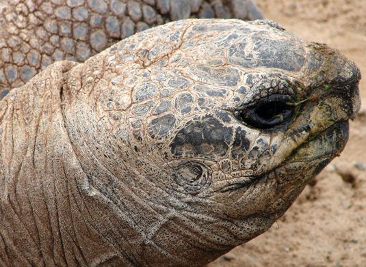 How to paint realistic creature skin textures | Creative Bloq