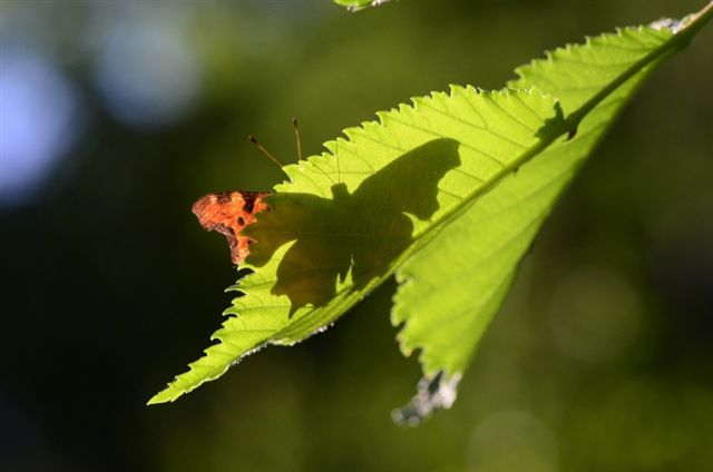 How Butterflies Adapt When Climate Changes | Live Science