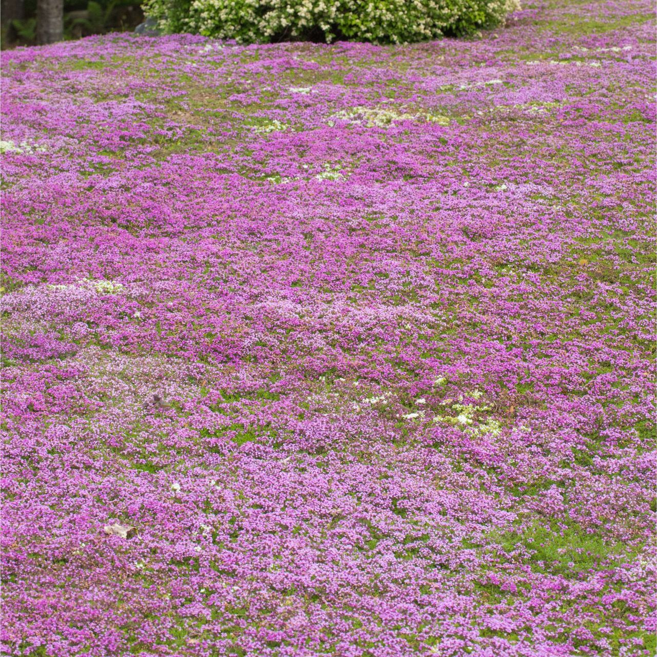 How to grow a creeping thyme lawn in five simple steps | Ideal Home
