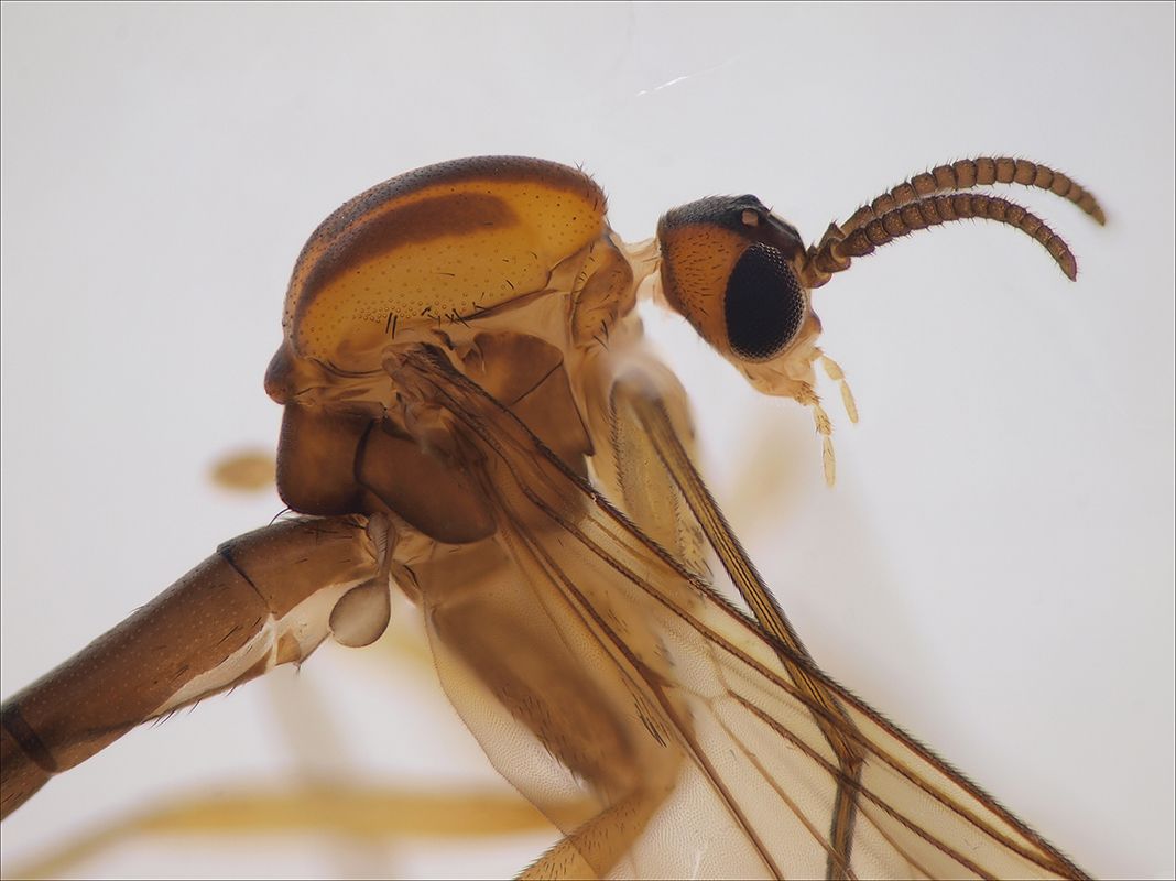 New Species! Tiny Frog and Fungus Gnat Get Celebrity Names | Live Science