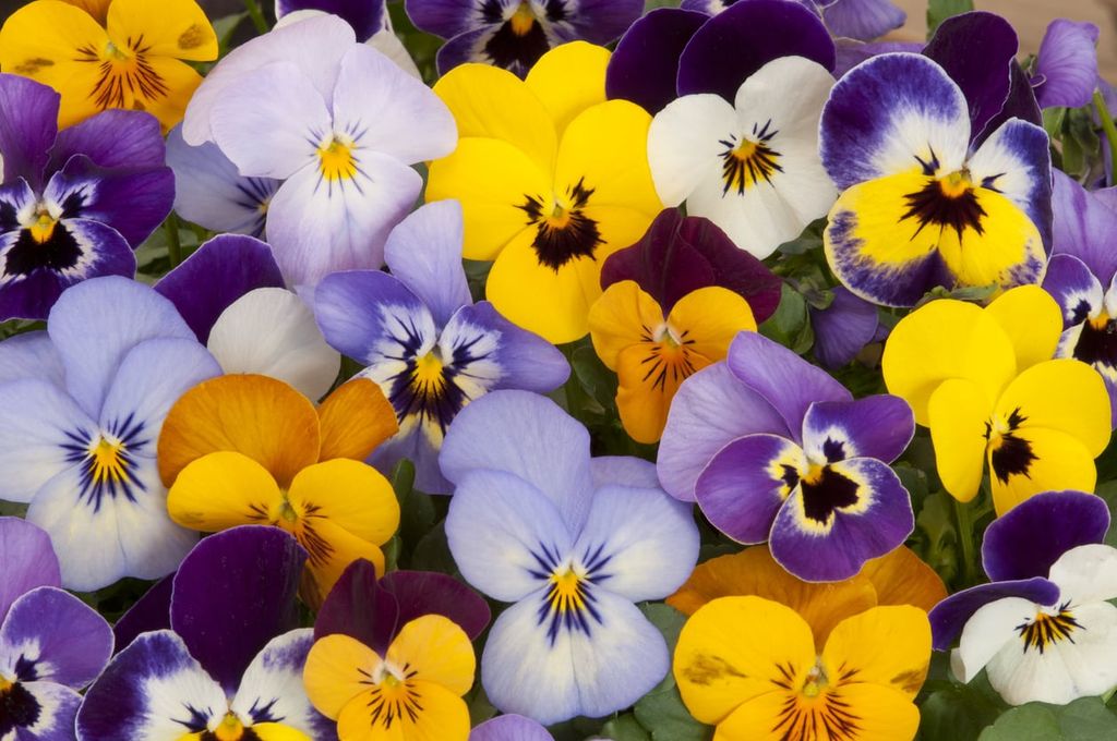 Are Pansies Annuals Or Perennials - What Is The Usual Pansy Lifespan ...