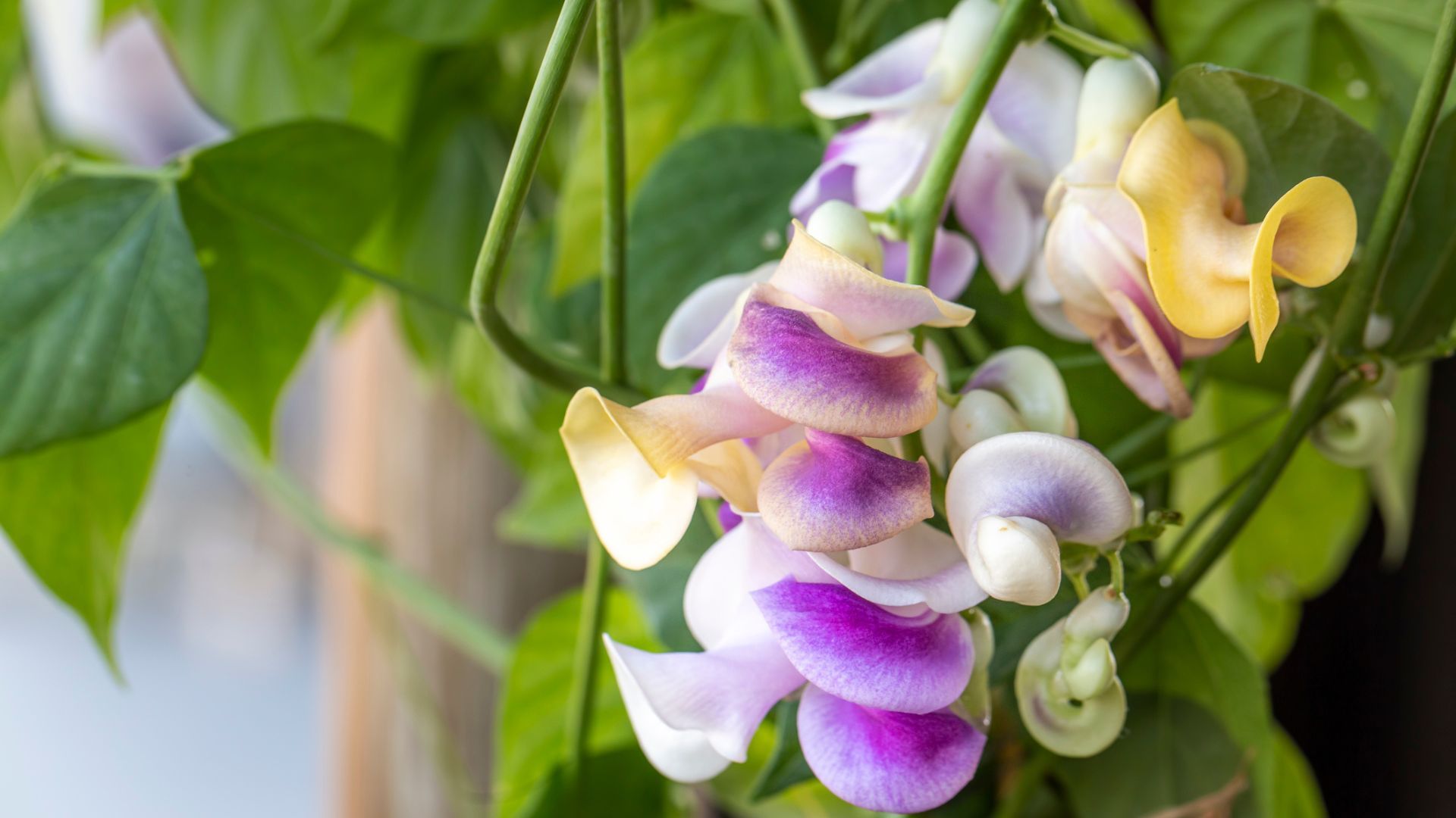 Flowering Vines With An Extended Bloom Season | Gardening Know How
